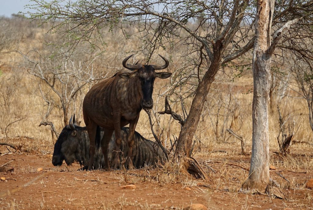 Best Kruger Park Safari - Big Five and more | Bjorn Free