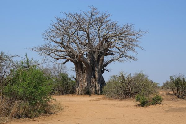 Best Kruger Park Safari - Big Five and more | Bjorn Free