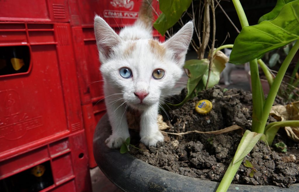 How to visit Addis Ababa for one day | Bjorn Free